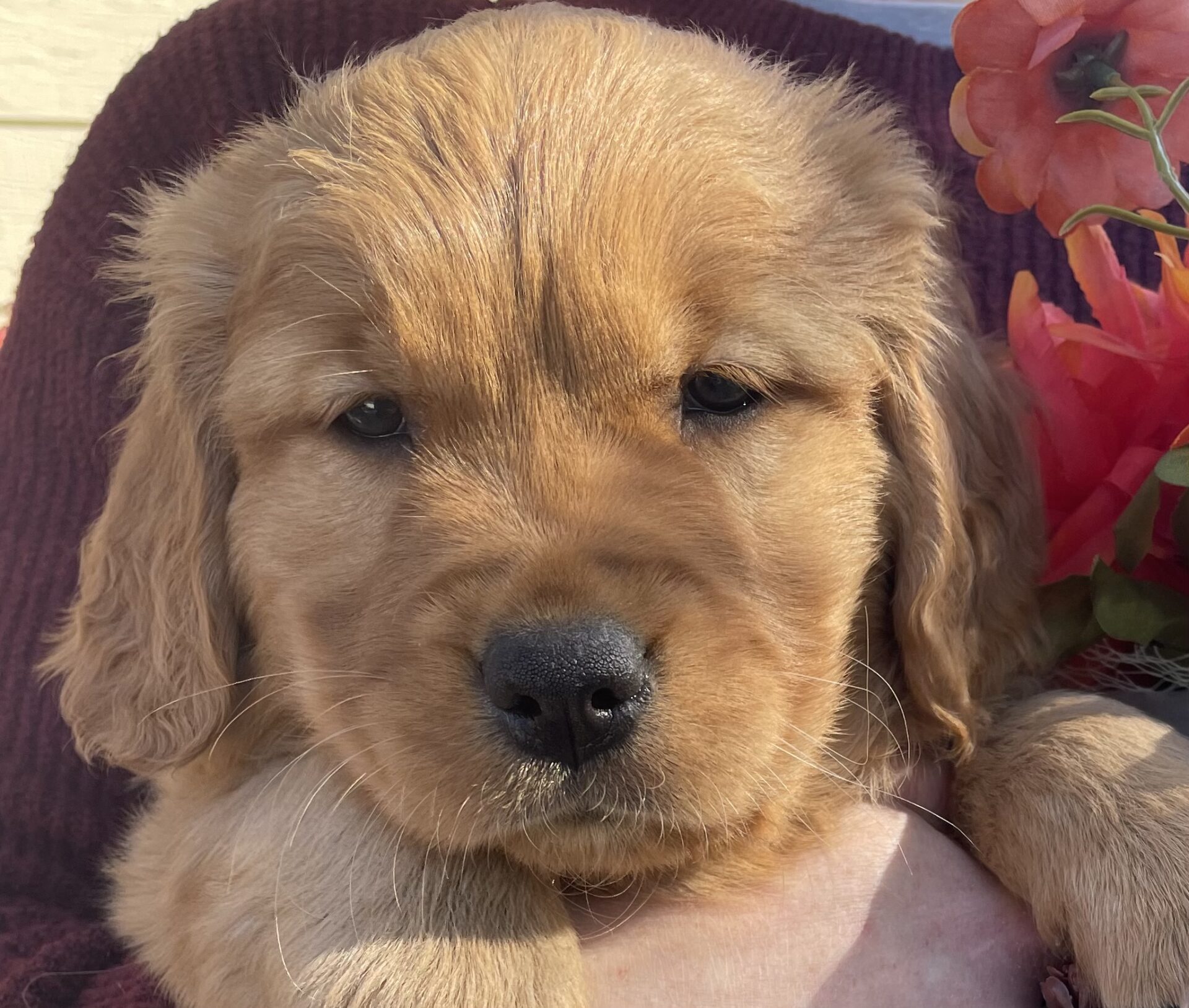 Week 7 Puppy Update! - Sunny Scheid Goldens