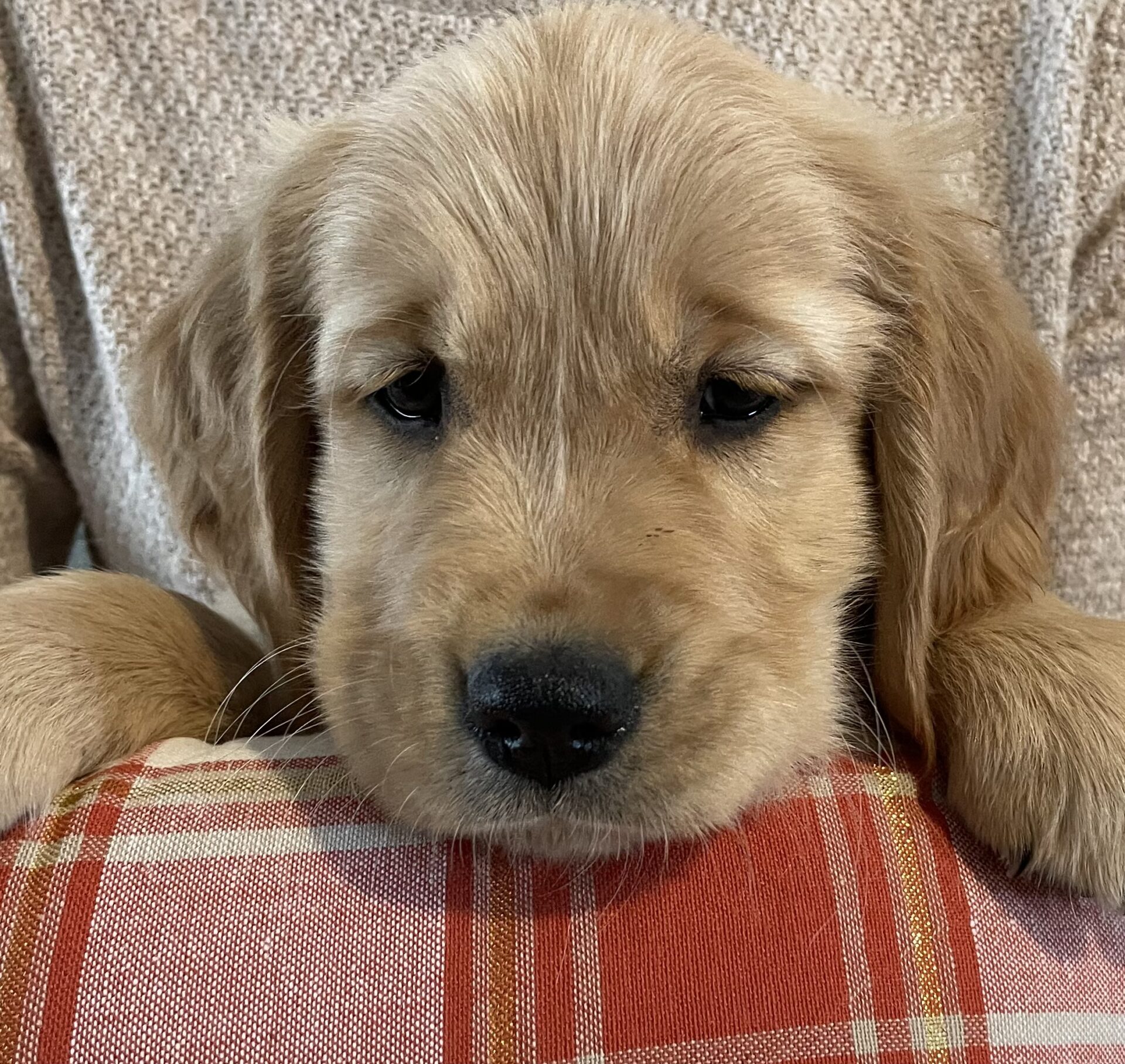 Week 8 Puppy Update! - Sunny Scheid Goldens