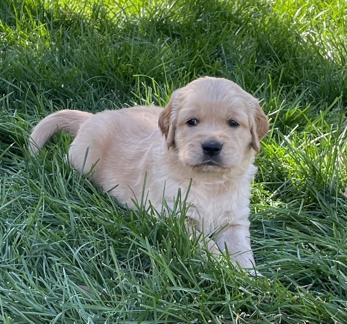 Week 5 Puppy Update - Sunny Scheid Goldens