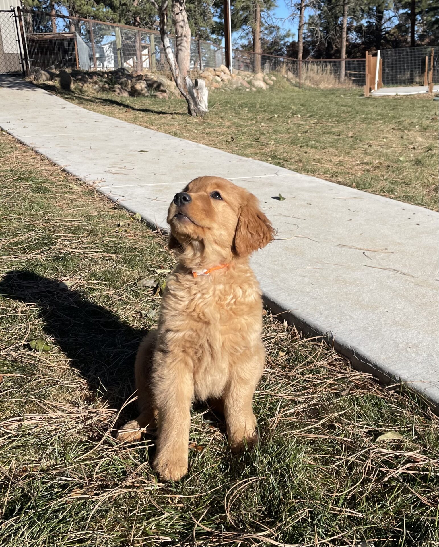 Female Puppy Available! - Sunny Scheid Goldens